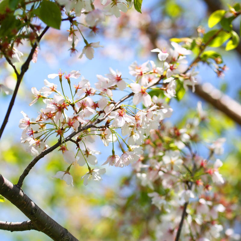 White Spring Blossoms of Cherry Stock Image - Image of apple, floral ...