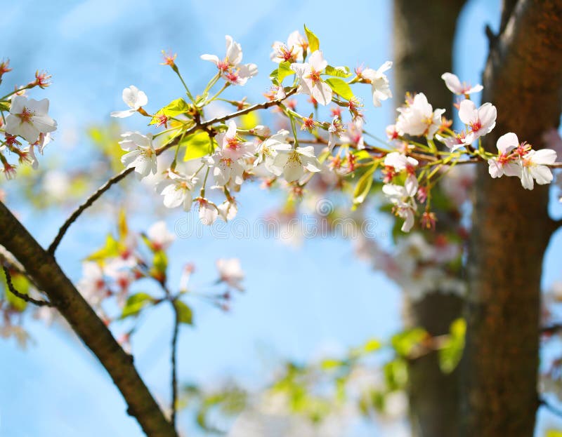 White Spring Blossoms of Cherry Stock Photo - Image of brunch, petal ...