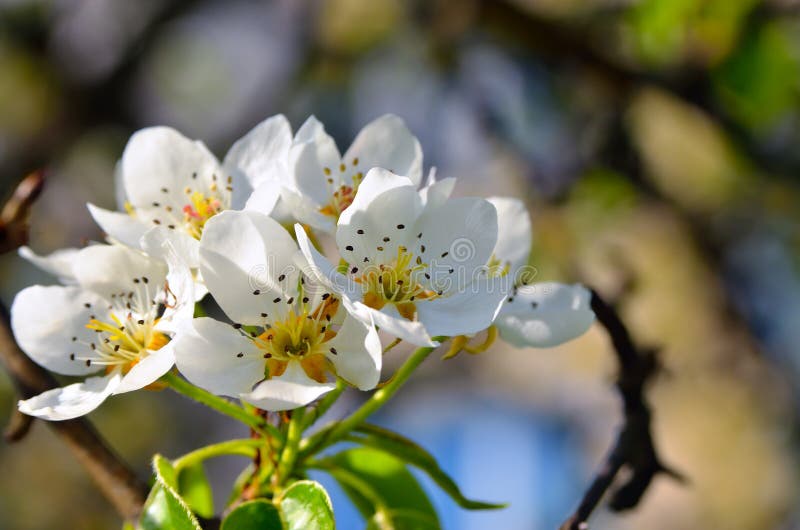 White Spring Blossoms with Detailed Texture, Natural Light Stock Image ...