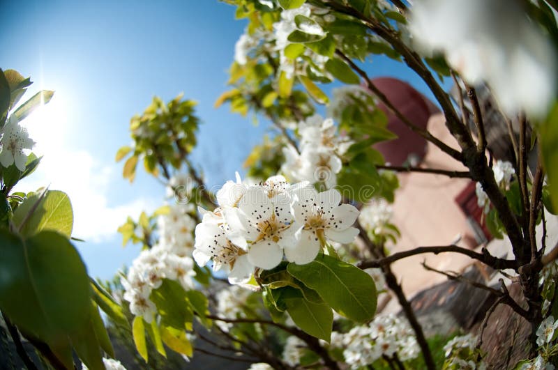 White Spring Blossoms stock image. Image of blossom, spring - 30603881