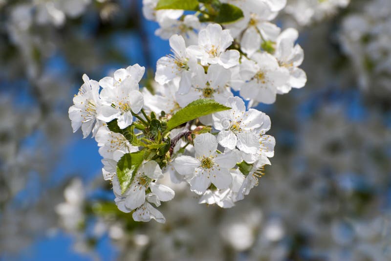 White spring stock image. Image of lush, garden, blooming - 51027785