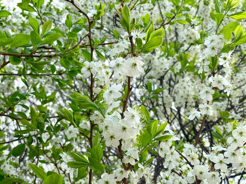 White Spring Cherry Blossoms Stock Photo - Image of tree, trees: 219148164