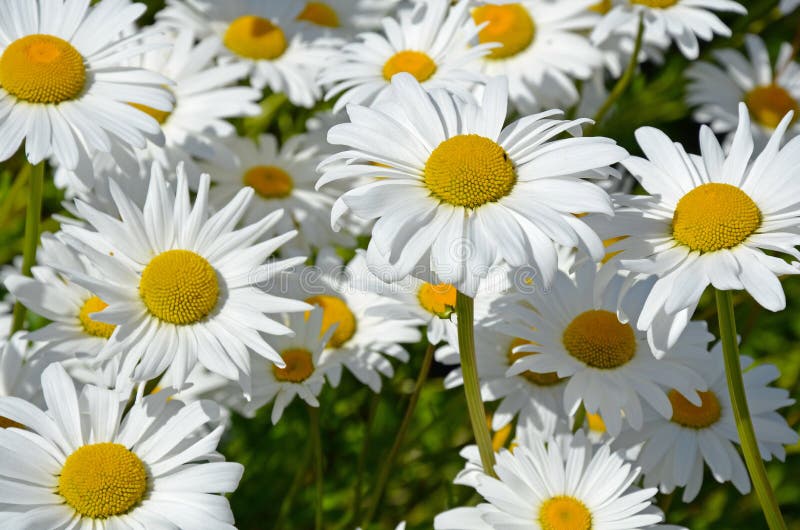 White daisy garden stock photo. Image of garden, daisies - 152240688