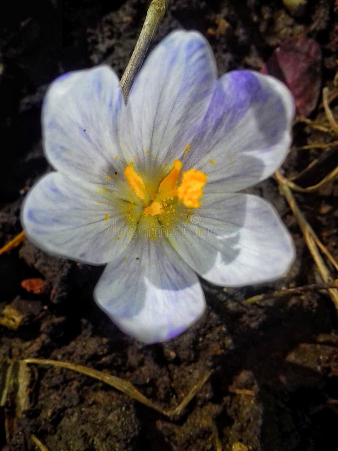 Flower stock image. Image of flower, white, spring, purple - 134411469