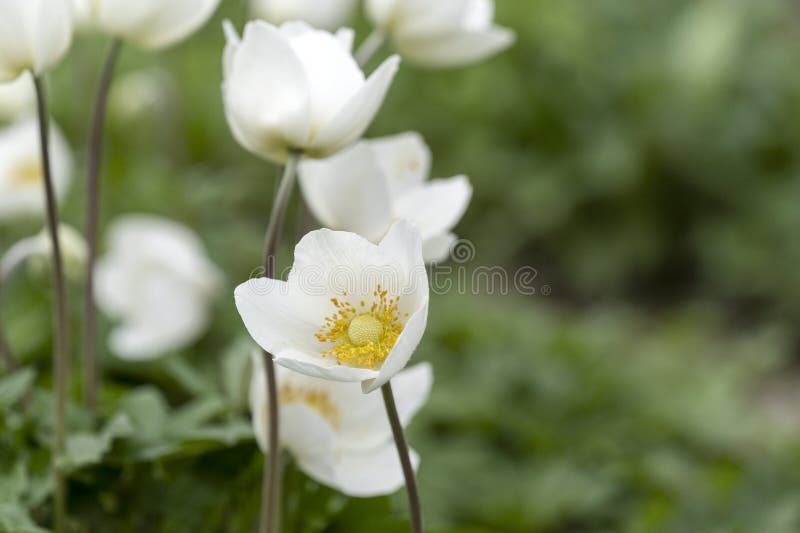 White Spring Flower: Anemone Nemorosa Stock Photo - Image of flora ...