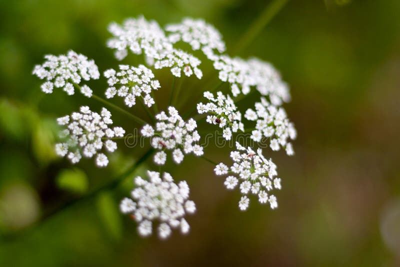 White Spring Flower Bloom on a Green Background Stock Photo - Image of ...