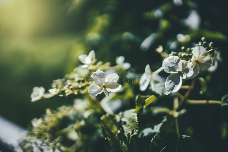 White Spring Flower on a Bush in a Sunny Garden Stock Image - Image of ...