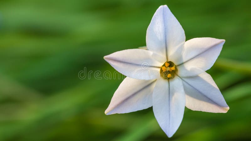 White spring flower stock image. Image of full, liliaceae - 39966111