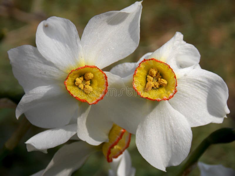 White spring flower stock photo. Image of petal, flower - 114661732