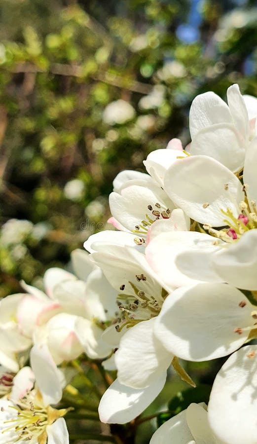 White Spring Flowering Pear Tree Stock Photo - Image of spring ...