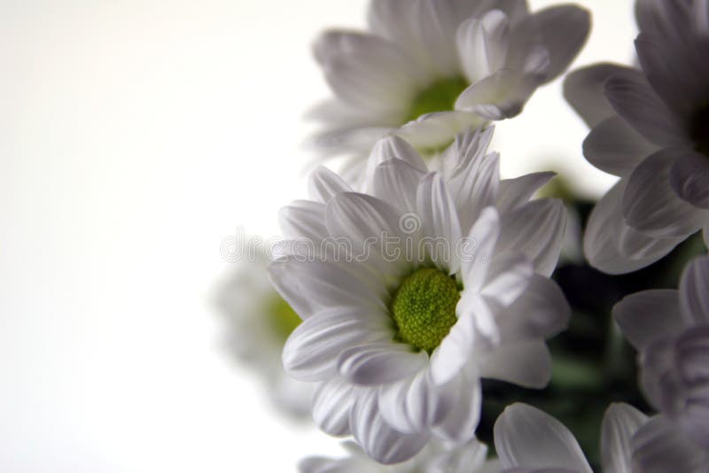 White spring flowers stock photo. Image of love, gardening - 1715260