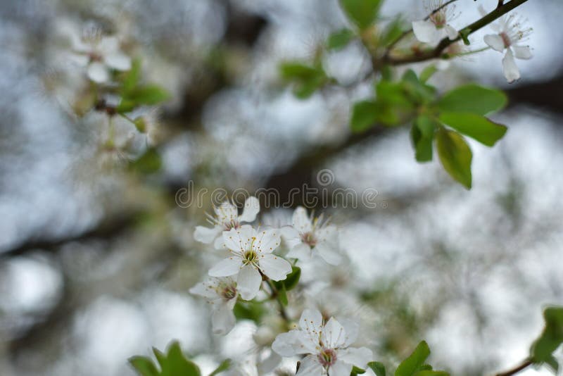 Close Up of White Flowers in Spring Stock Image - Image of botanical ...
