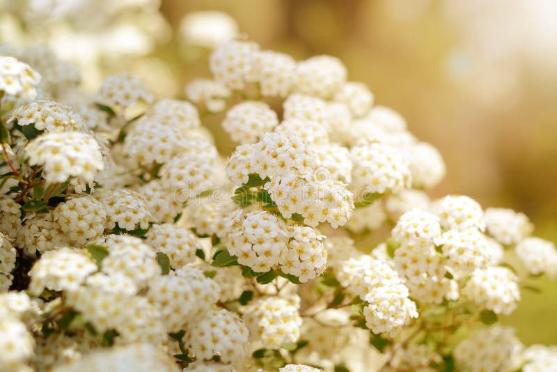White Spring Flowers Background with Spiraea Cantoniensis. Blooming ...