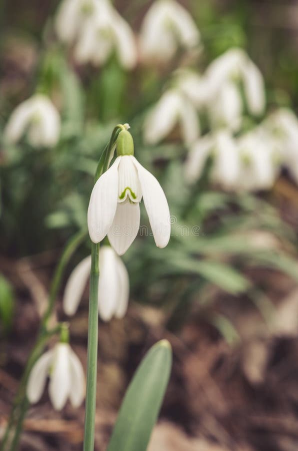 White spring flowers stock photo. Image of vertical, macro - 83903220