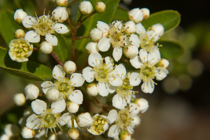 Small White Flowers stock photo. Image of spring, flower - 30028374
