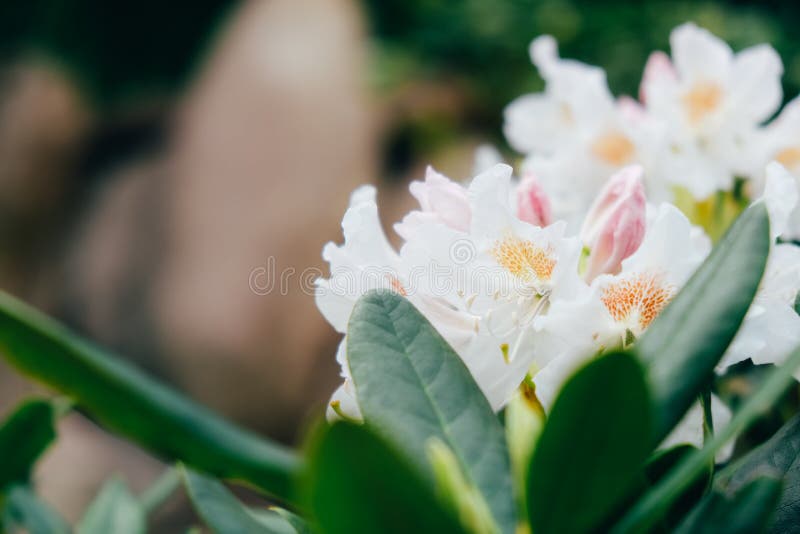 White Spring Flowers Bloom on a Branch Stock Photo - Image of ...
