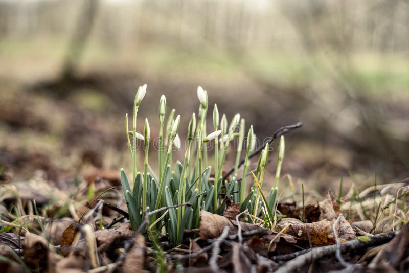 White Spring Flowers Blooming in the Field Stock Photo - Image of ...