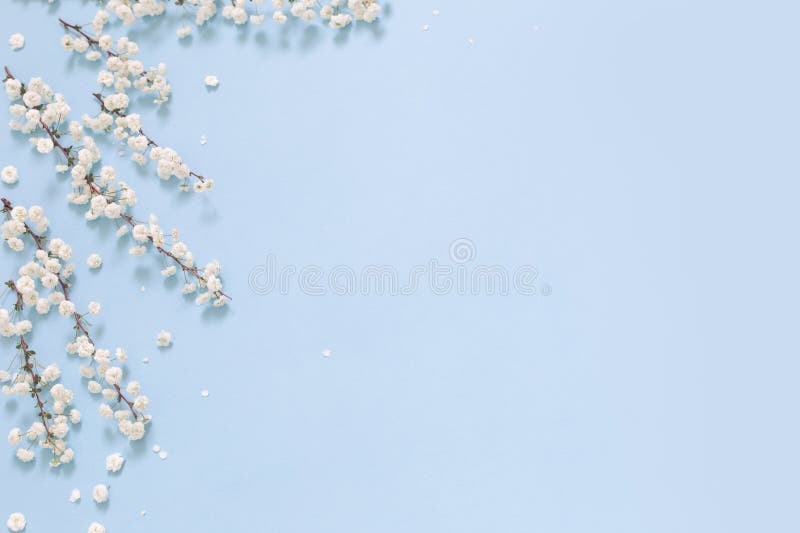 White Spring Flowers on Blue Background Stock Image - Image of bunch ...