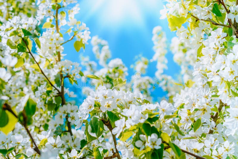 White spring flowers stock image. Image of garden, branch - 166868935