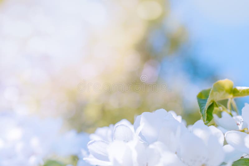 White spring flowers stock image. Image of plant, green - 167412507