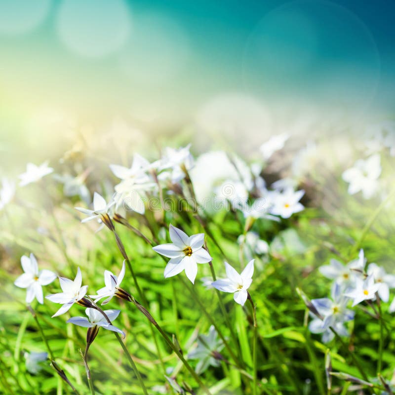 White spring flowers stock photo. Image of decoration - 39136064
