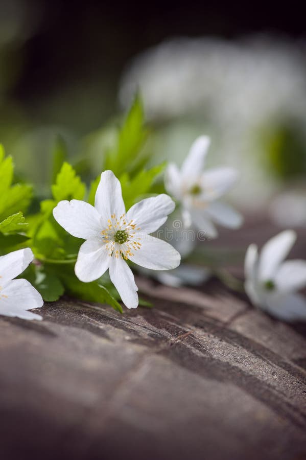 White spring flowers stock photo. Image of bokeh, fresh - 40870442