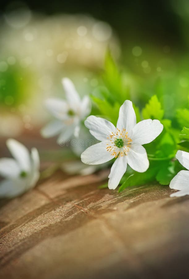 White spring flowers stock image. Image of beauty, flora - 40870567