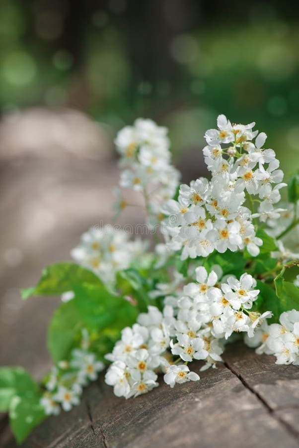 White spring flowers stock image. Image of bokeh, green - 41002431