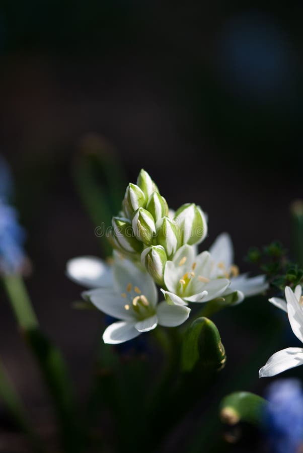 White Spring Flowers stock photo. Image of ecology, colour - 132756214