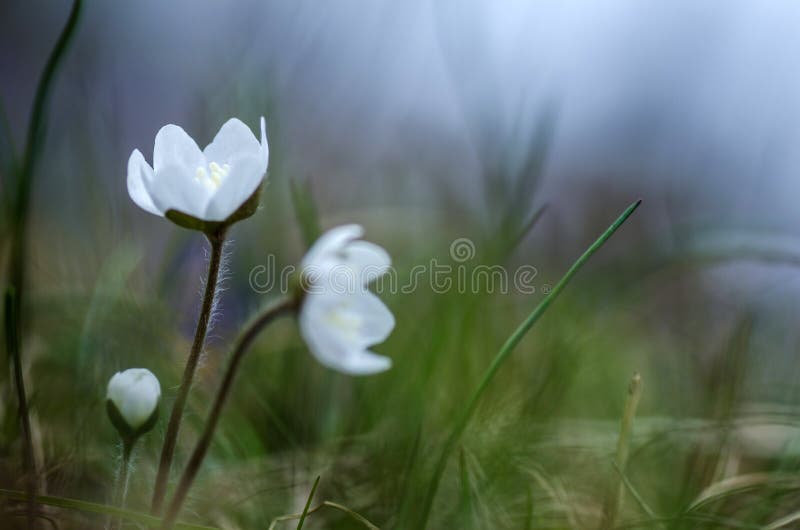 White spring flowers stock image. Image of nobilis, outdoor - 30621679