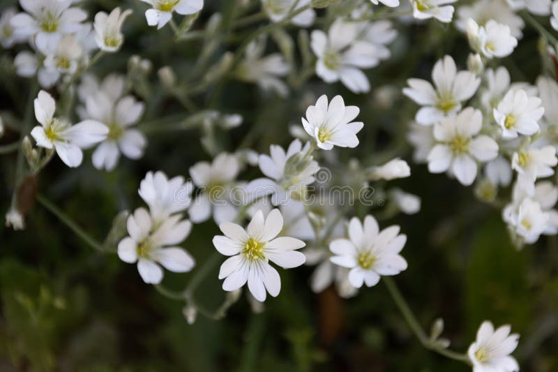 Gorgeous Wild White Flowers Stock Image - Image of white, blossom ...