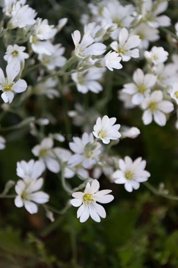 Gorgeous Wild White Flowers Stock Photo - Image of spring, nature ...