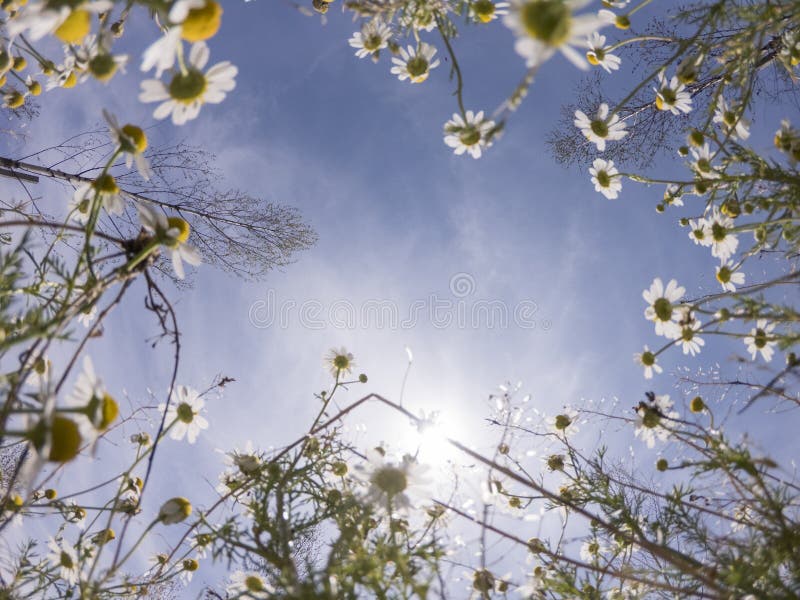 483 Bug Perspective Photos - Free & Royalty-Free Stock Photos from ...