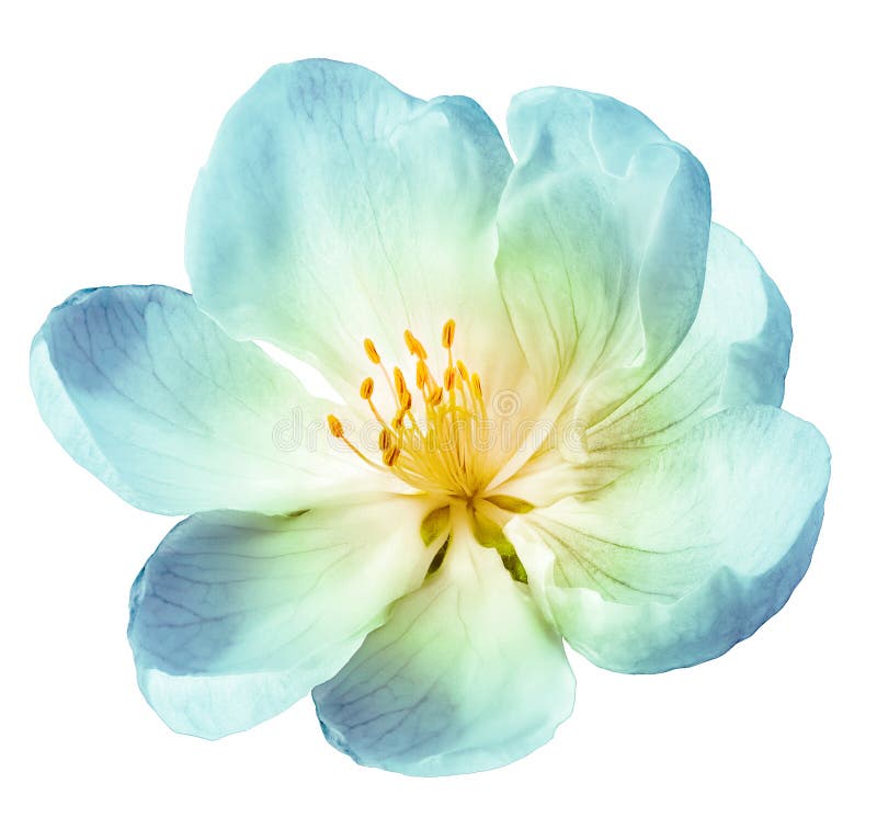White Spring Flowers on White Isolated Background with Clipping Path ...