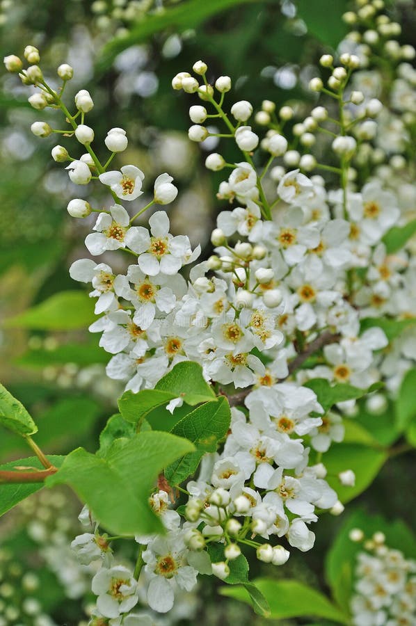 White spring flowers stock image. Image of natural, forest - 61955689