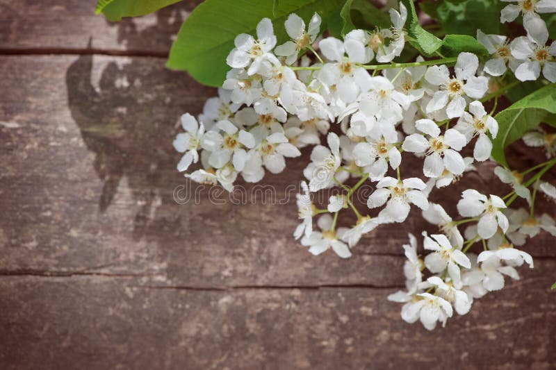 White Spring Flowers on the Old Wood Stock Image - Image of cherry ...