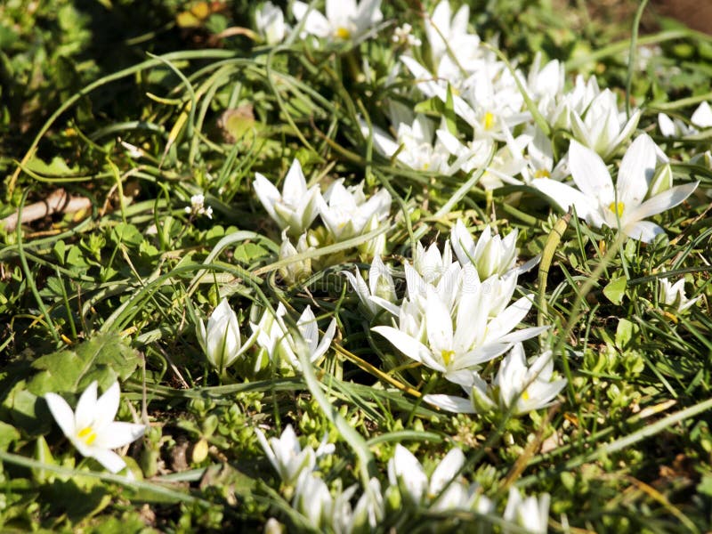 White Spring Flowers stock image. Image of grass, flower - 38995489