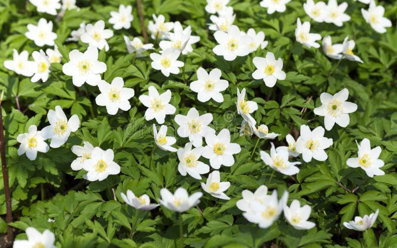 White Spring Anemones Growing in the Forest in Spring Stock Photo ...