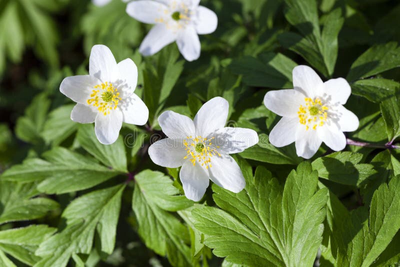White Spring Anemones Growing in the Forest in Spring Stock Photo ...
