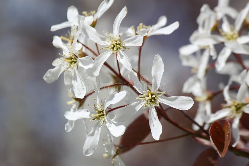 White Spring Flowers. Serviceberry (Amelanchier) Stock Image - Image of ...