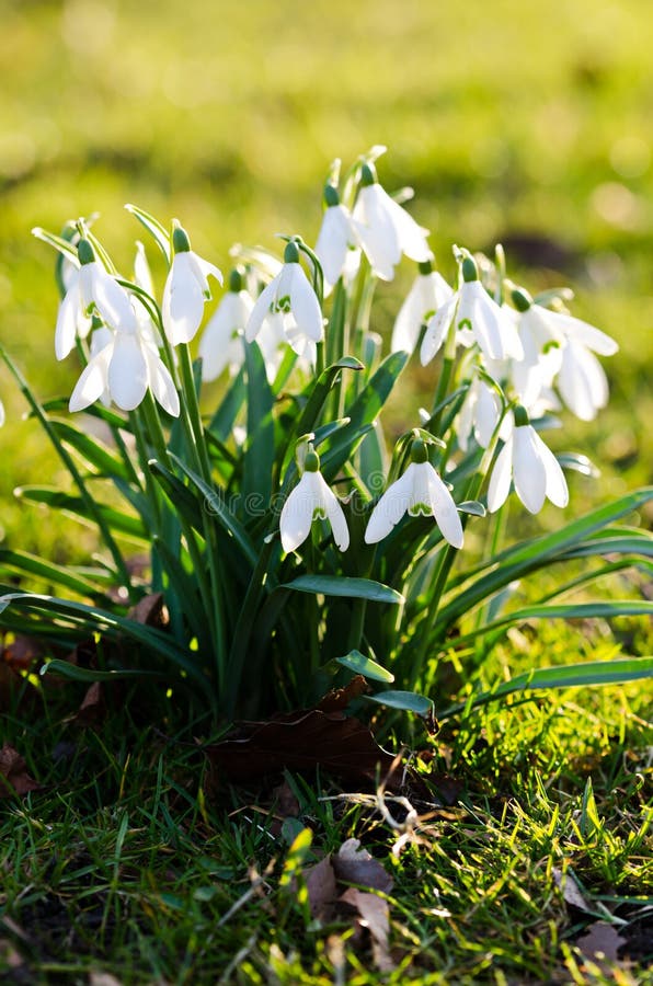 White spring flowers stock image. Image of fragrant, plant - 38666493