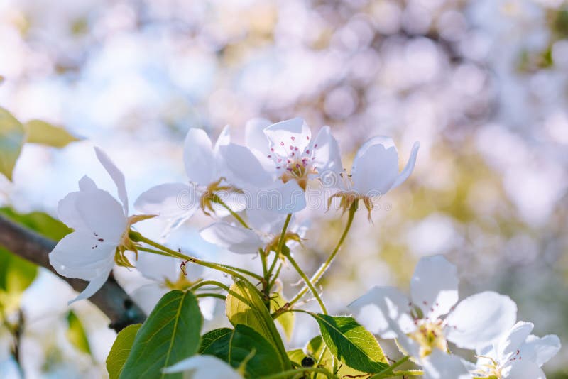 White spring flowers stock photo. Image of nature, romantic - 166591046