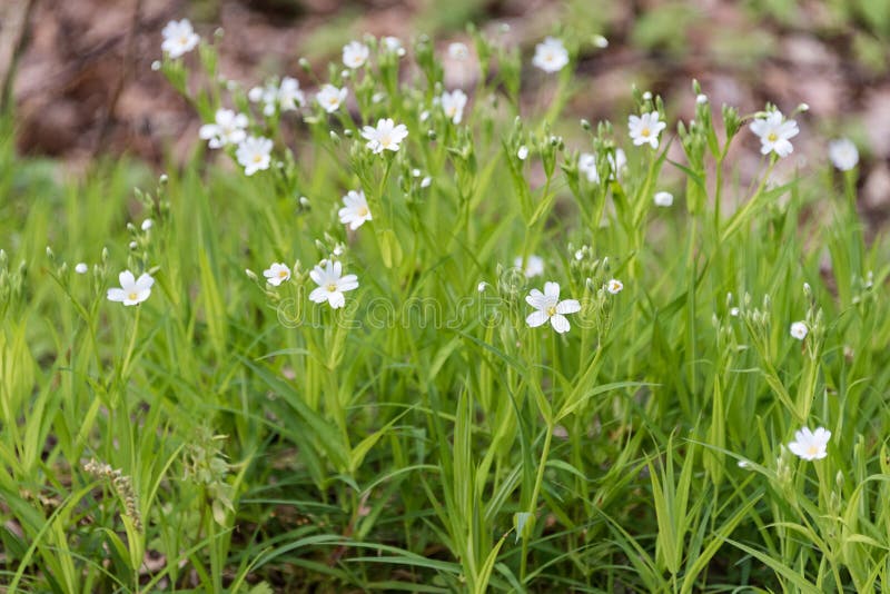 White Spring Flowers. Spring Flowering Meadows. Blooming Wildflowers ...