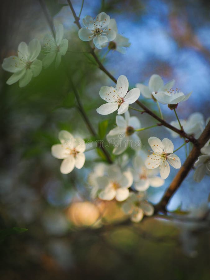 Spring Flowers in the Sunshine Stock Image - Image of white, rest ...