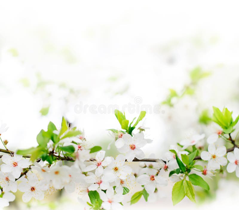 White Spring Flowers on a Tree Branch Stock Photo - Image of flowers ...