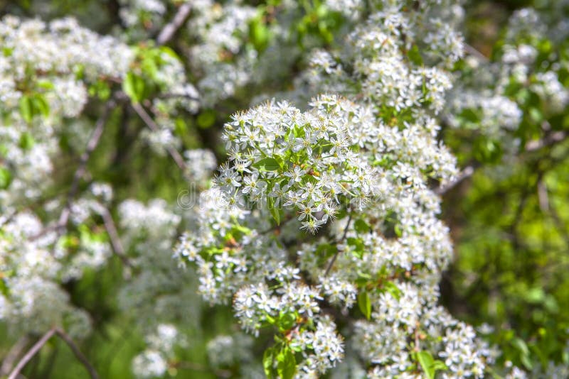 White spring wild flowers stock photo. Image of petals - 166337908