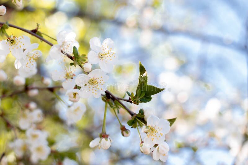 White Spring Flowers On Trees In A Park. Spring White Flowers On A Tree ...