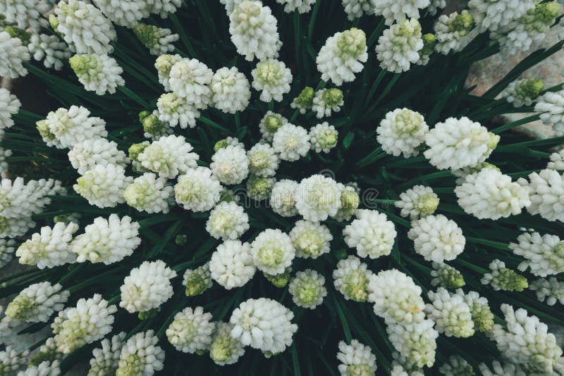White Spring Flowers stock photo. Image of flowers, green - 133927524