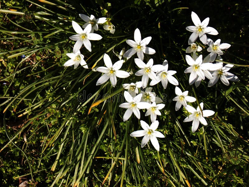 White spring flowers stock photo. Image of white, nature - 114652662