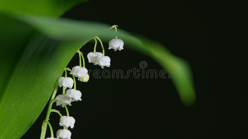 White Spring Lilly of the Valley Flower with Drop of Water on Stigma ...